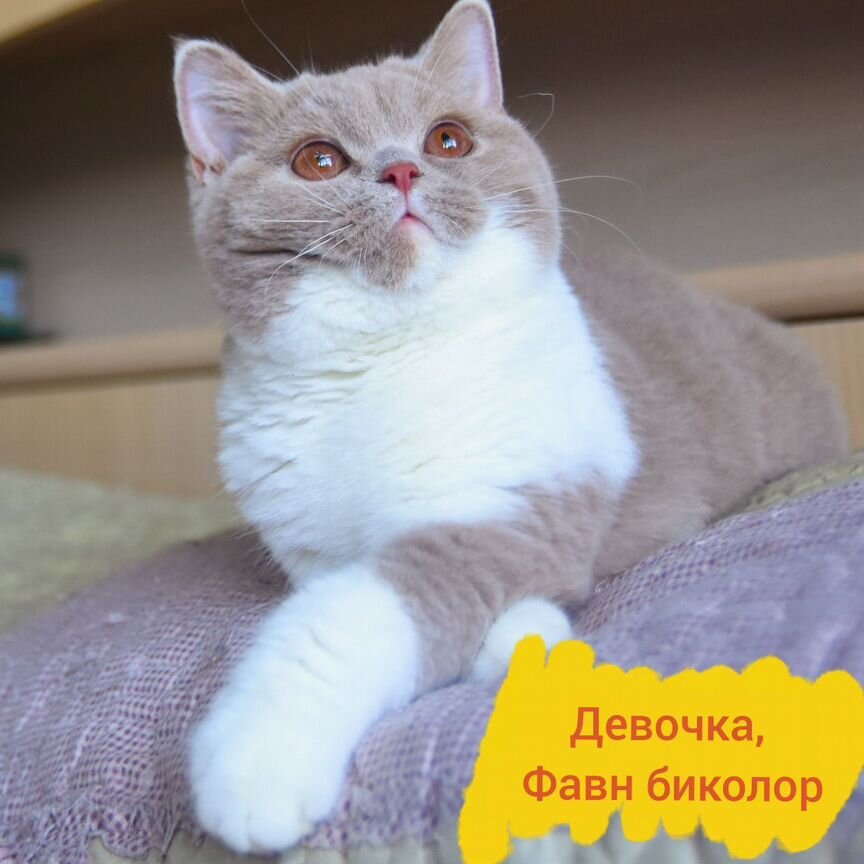 Британские котята