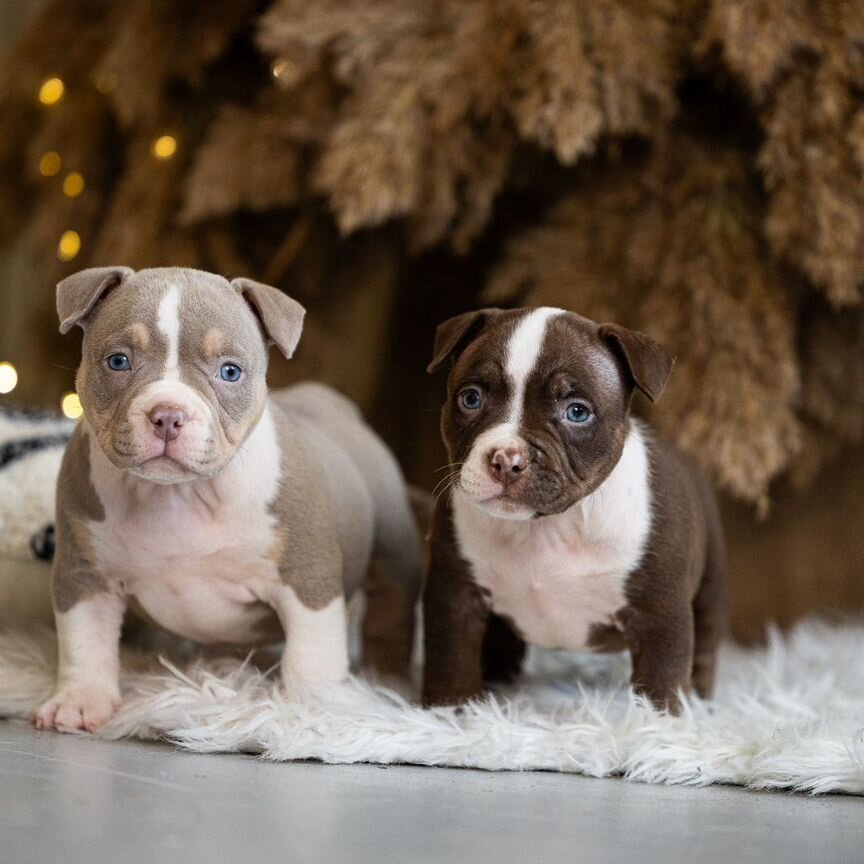 Щенок для души