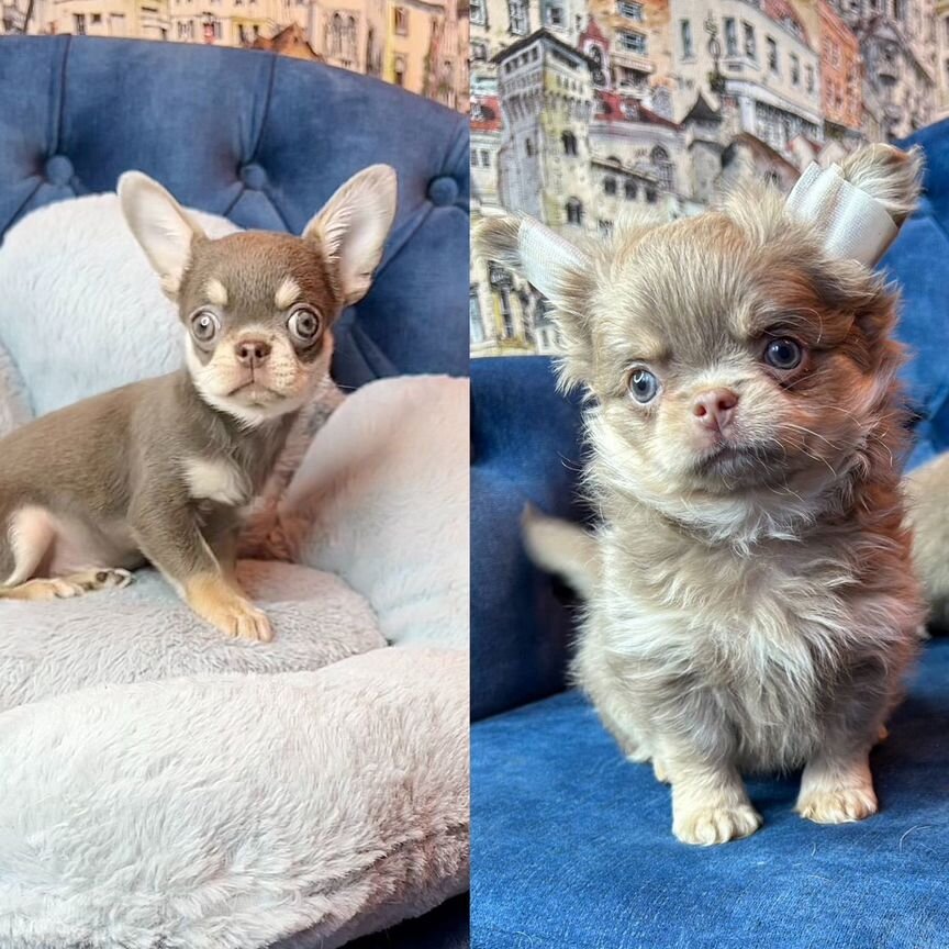 Лилово подпалые мальчики Чихуахуа