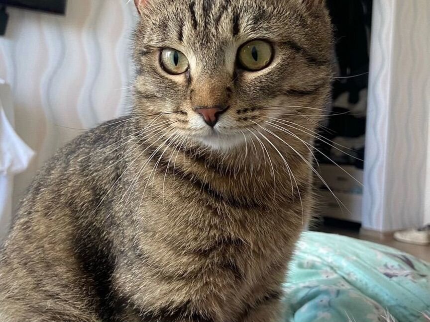 Кошечка и кот