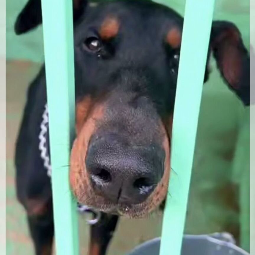 Доберман, взрослый пёс