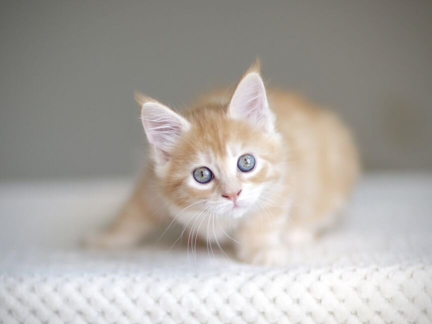 Котята мейн-кун рыжие девочки