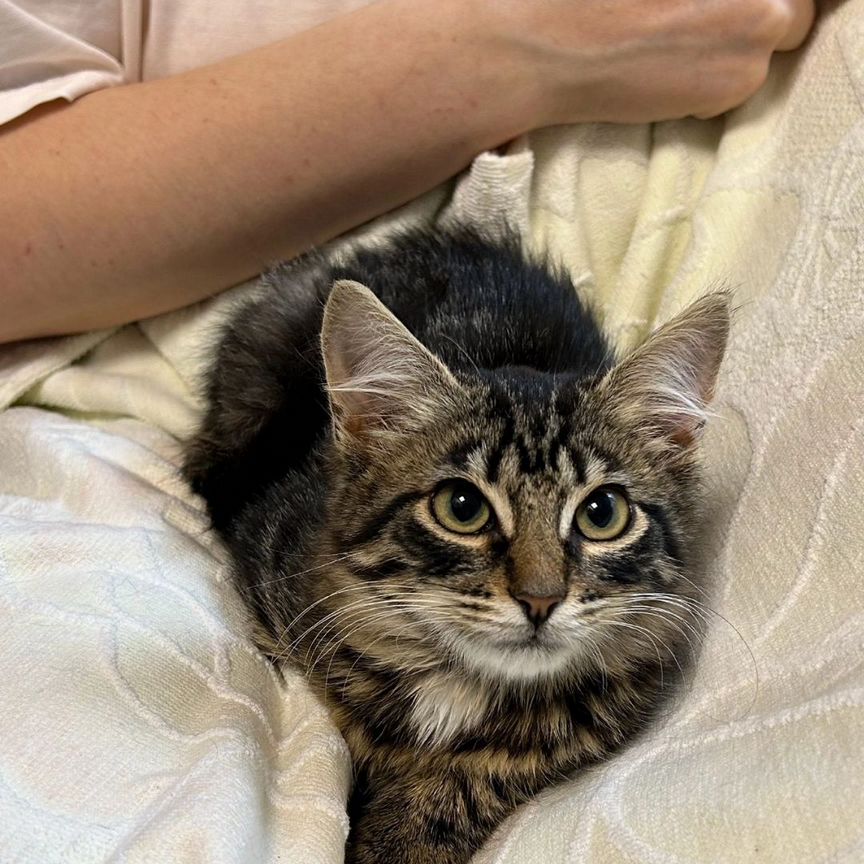 Котёнок Горошка