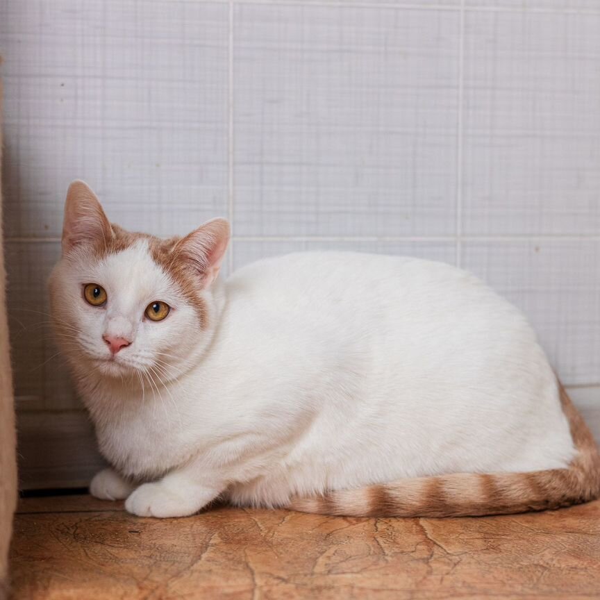Озорной котенок в добрые руки