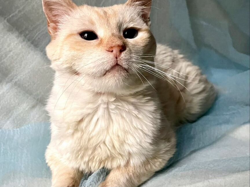 Кот голубоглазый непомерно ласковый Таиц