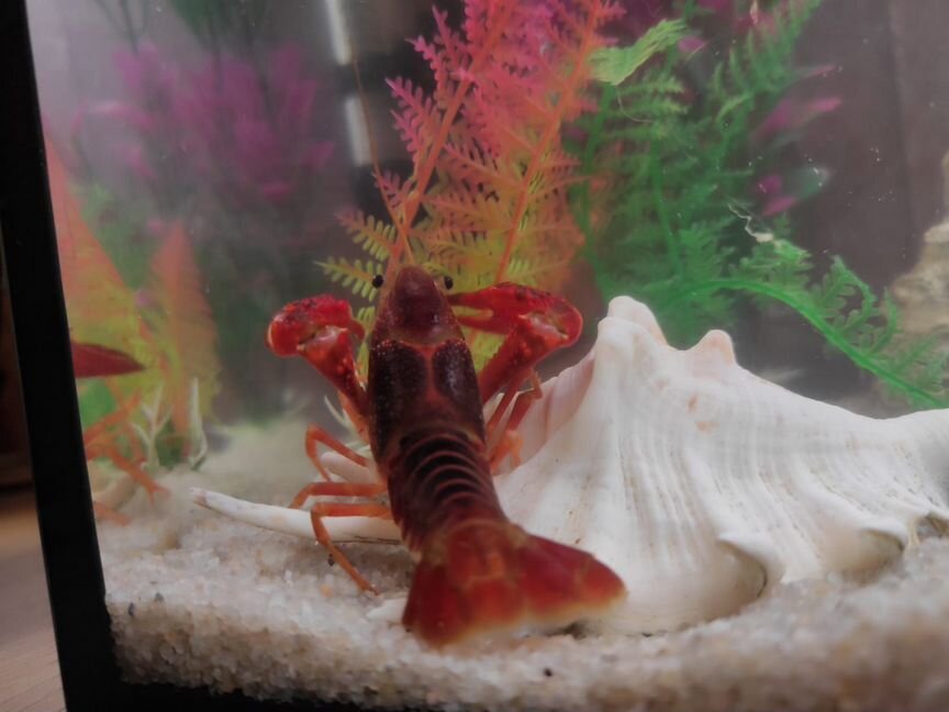 Флоридский рак