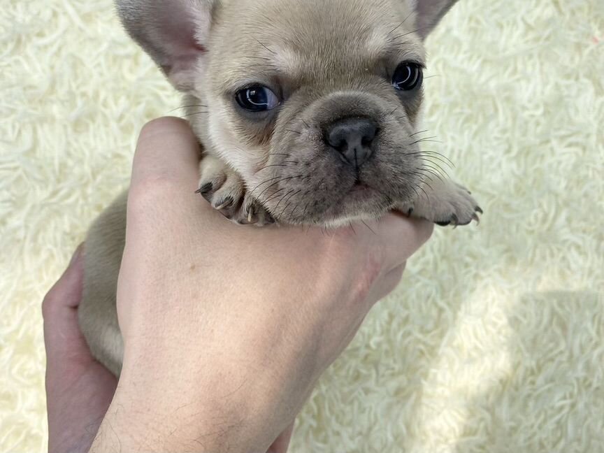 Французский бульдог кукольная красавица