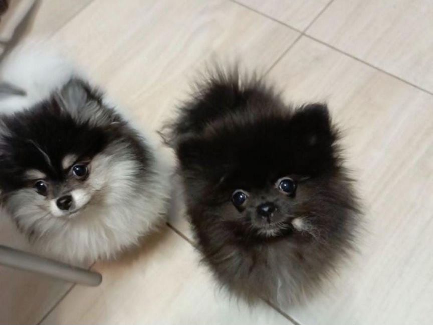 Продажа щенков шпица