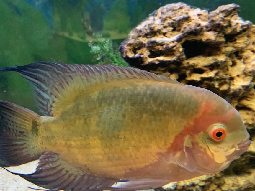 Винная цихлозома (Бражник)