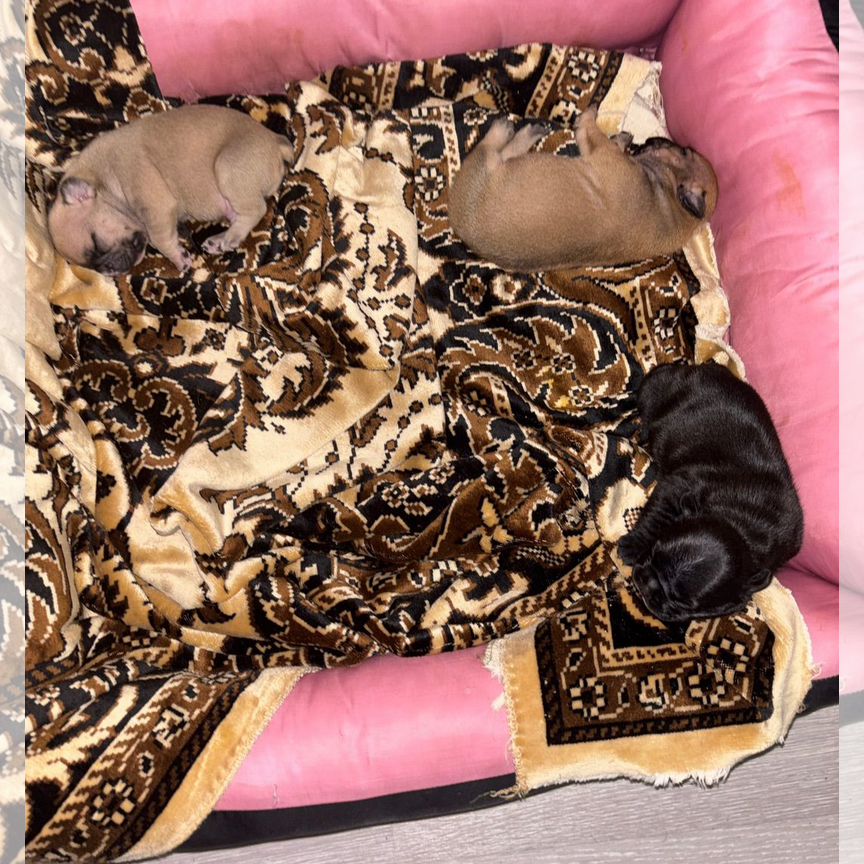 Французский бульдог, щенок