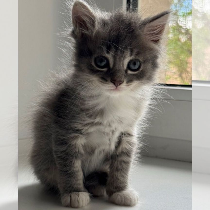 Котёнок в добрые руки