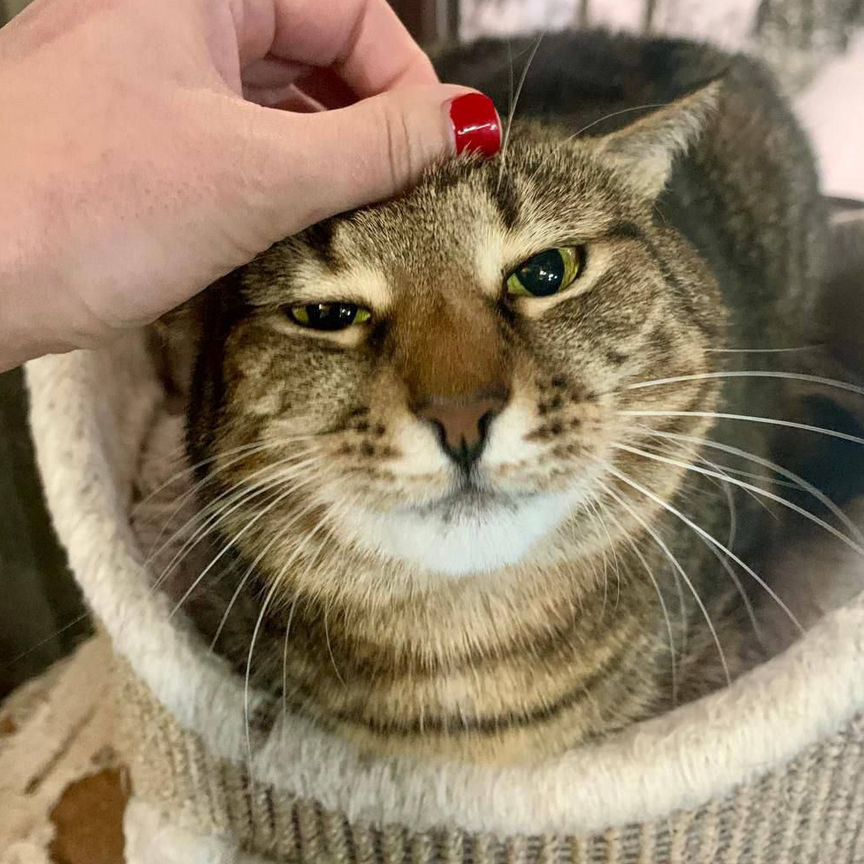 Европейская короткошёрстная, взрослая кошка