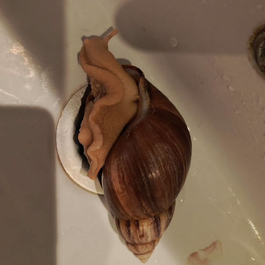 Улитка на помойке Что за фигня