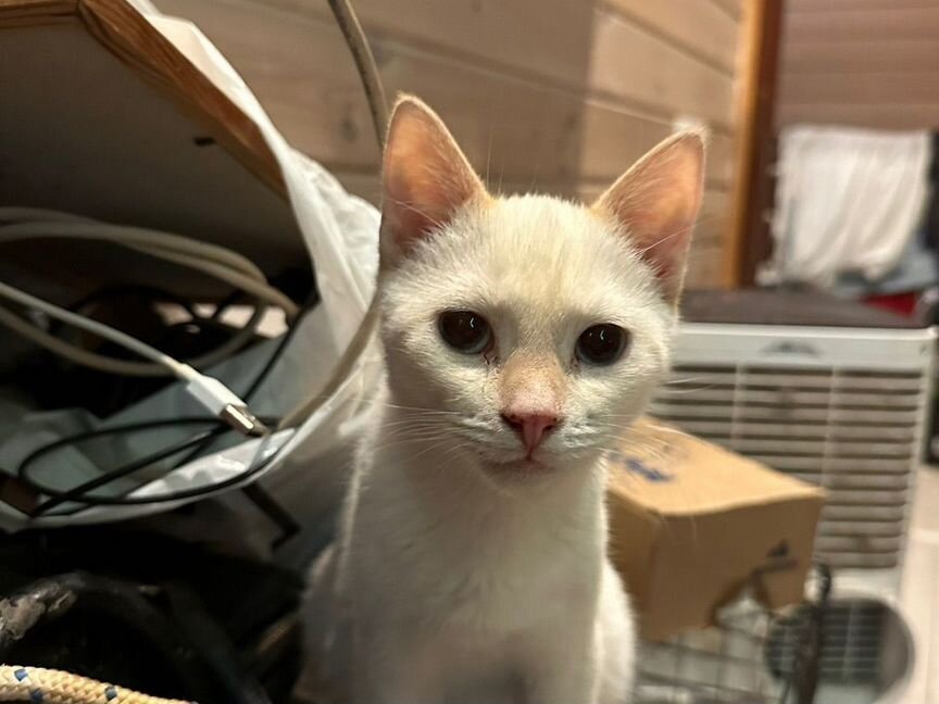 Котенок в дар бесплатно