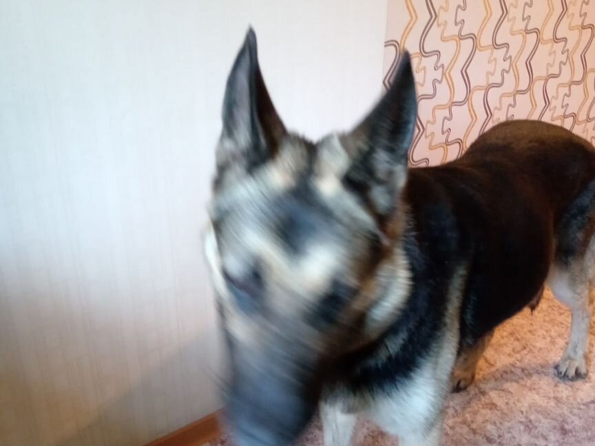 Найдена собака овчарка