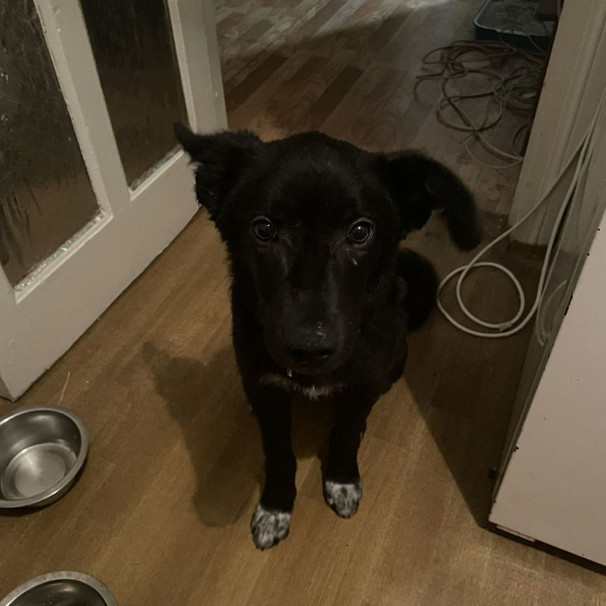 Отдам пса в добрые руки