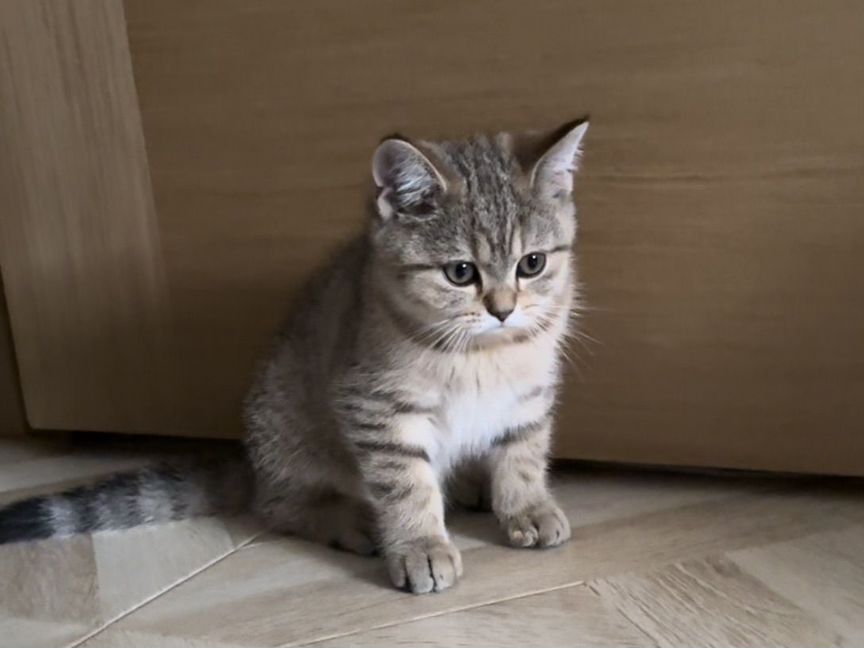 Очаровательный котенок