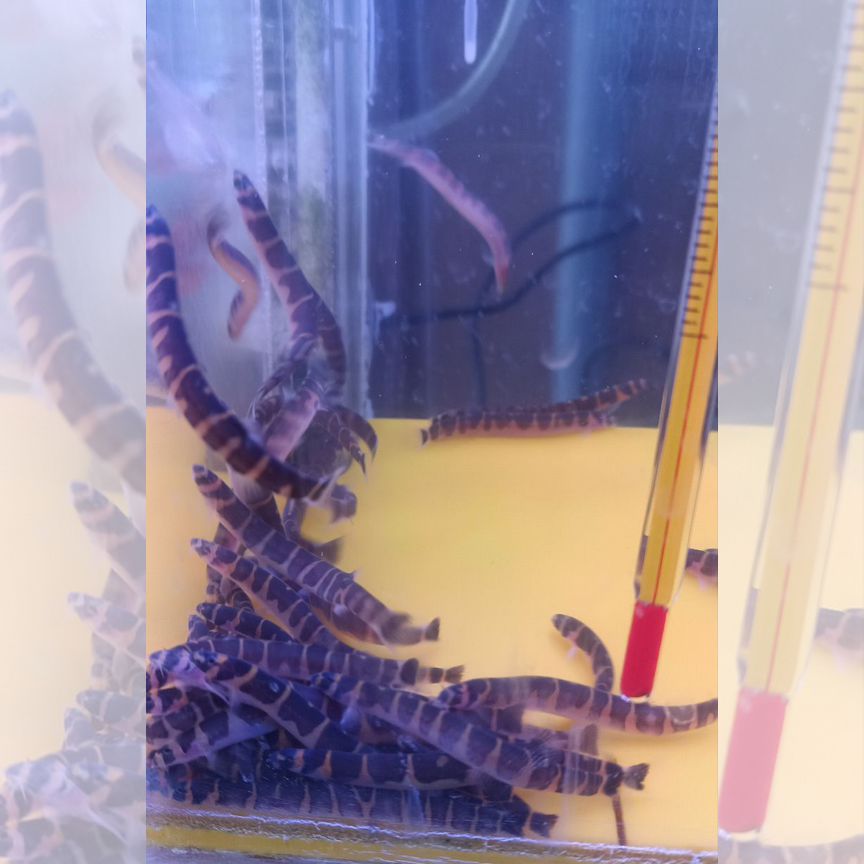 Рыба нож, акантофтальмус