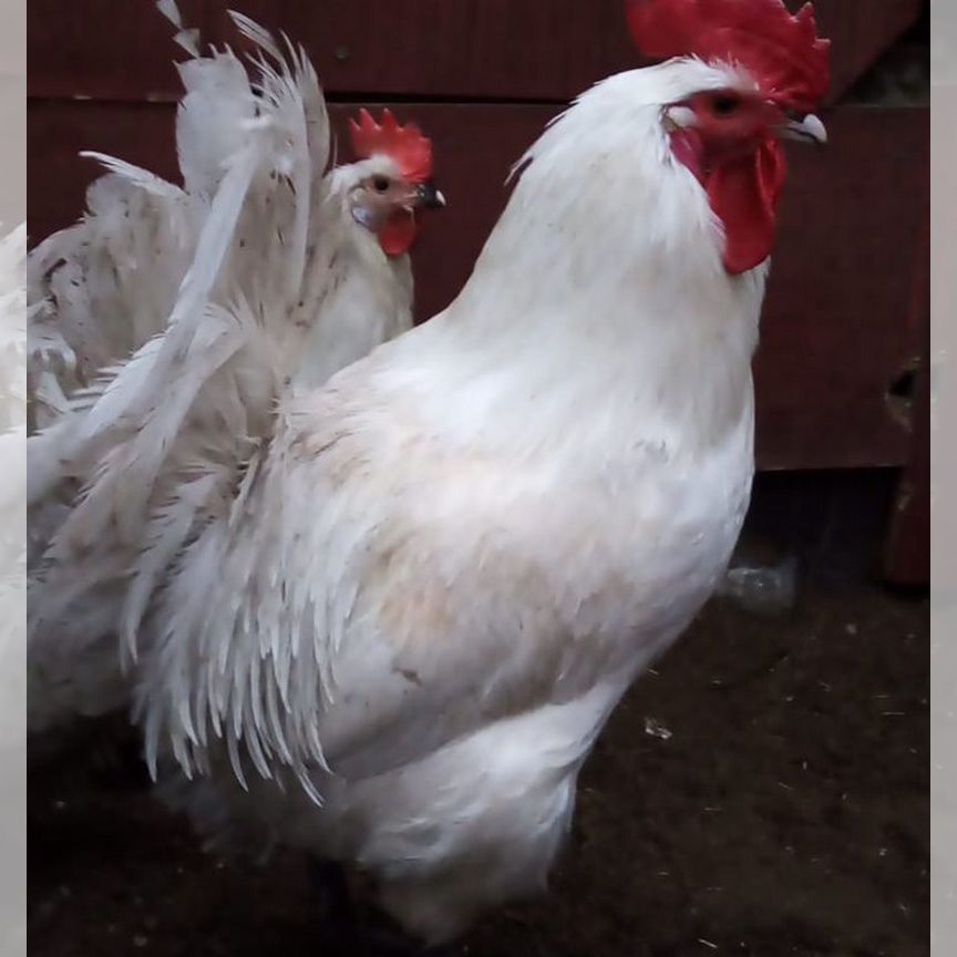 Молодки Бресс-галов