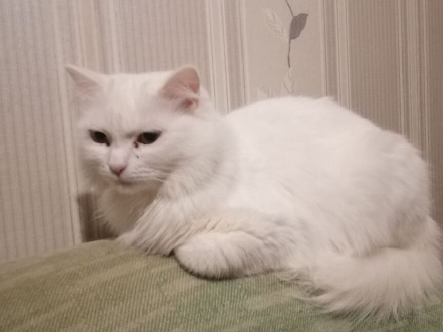 Кошка