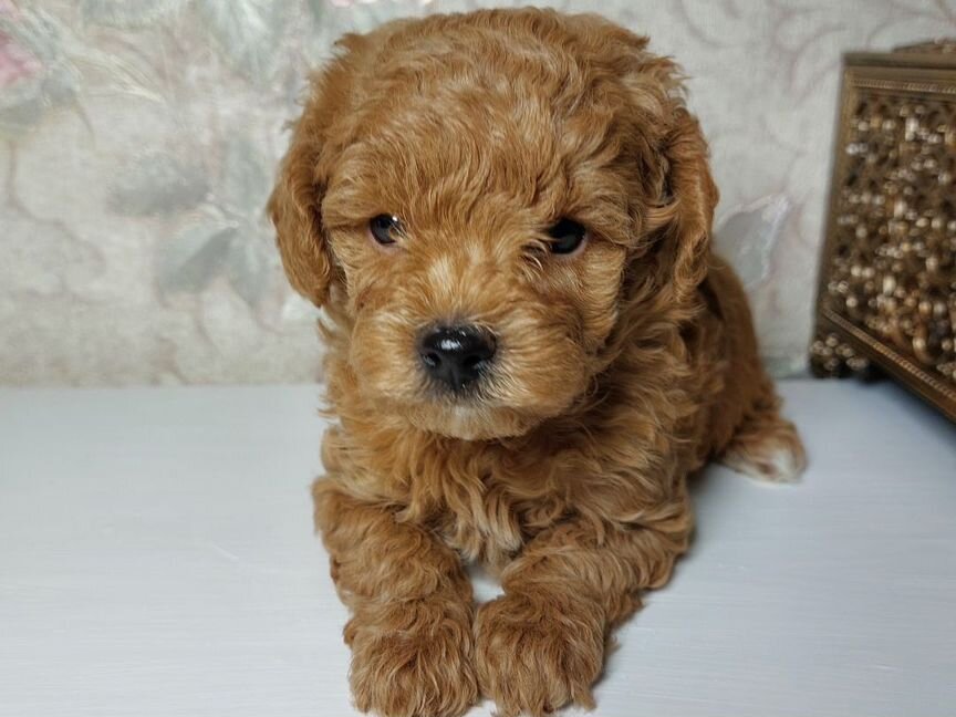 Золотой мальчик той пудель