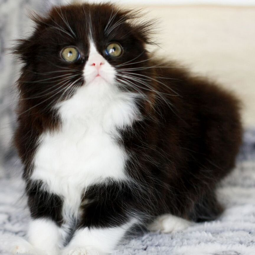 Пушистый малыш