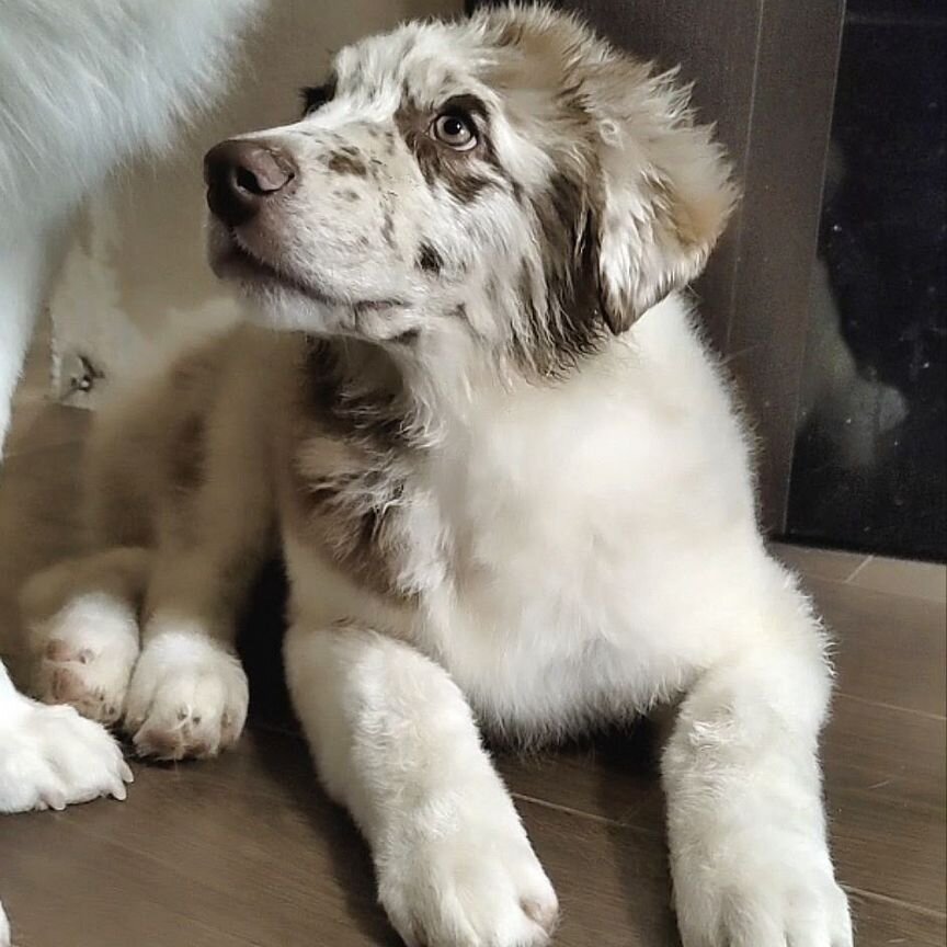 Мальчик аусси красный мрамор