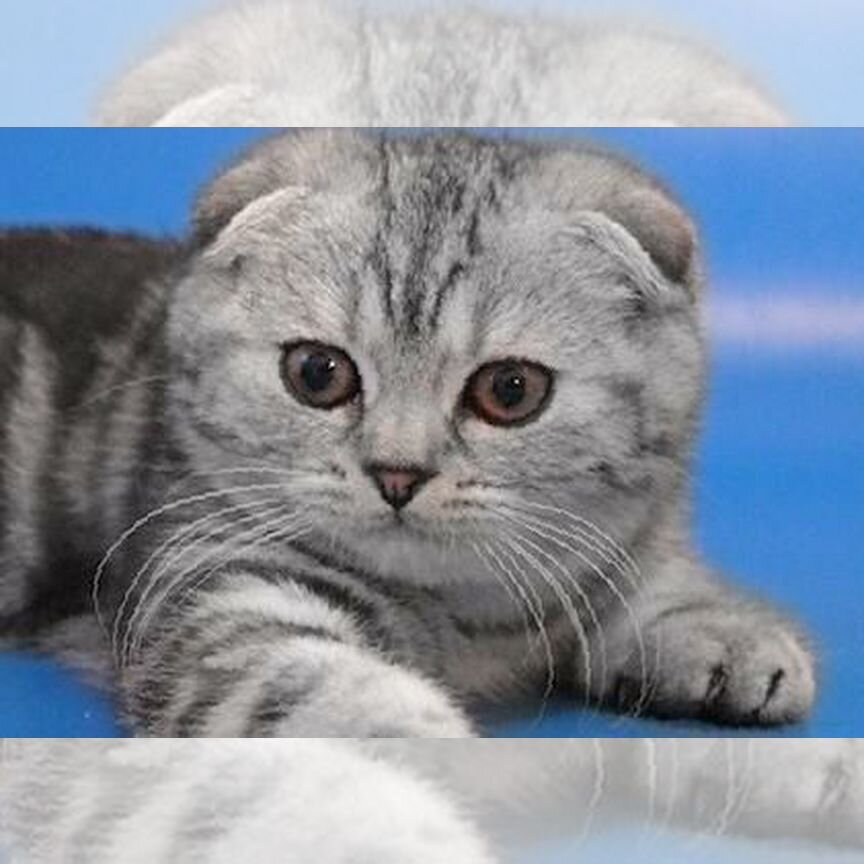 Британский короткошёрстный котёнок