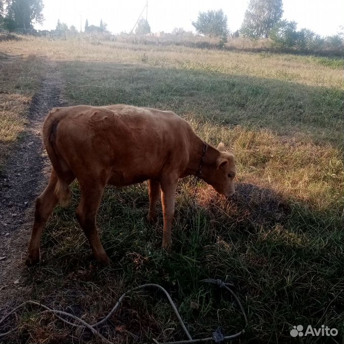 Телочка
