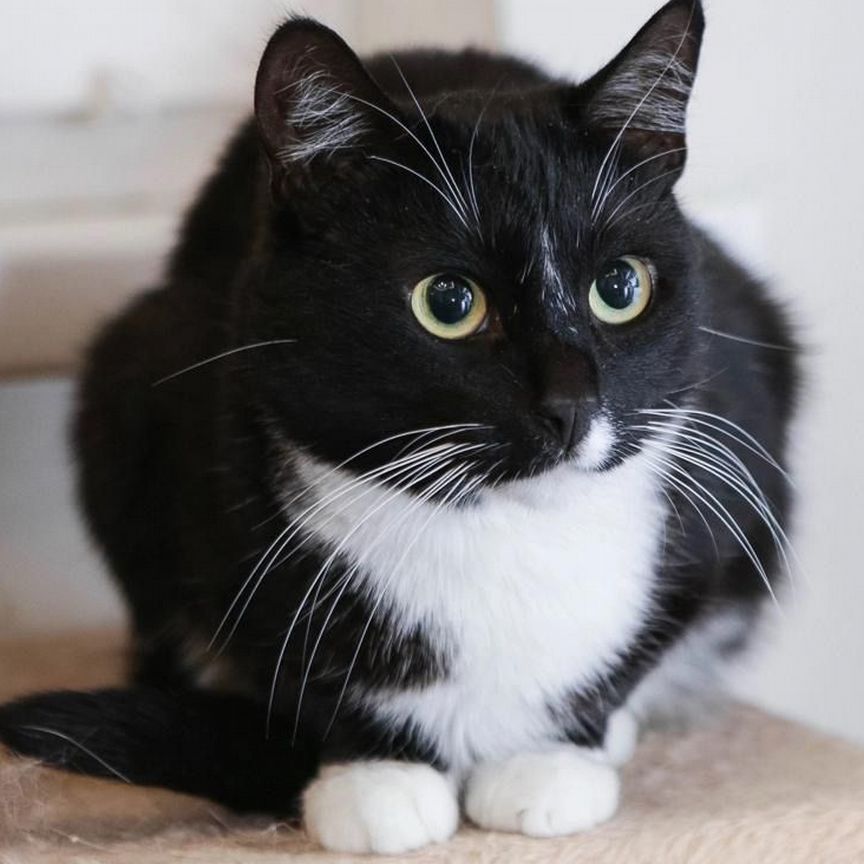 Кошечка 6-7 лет