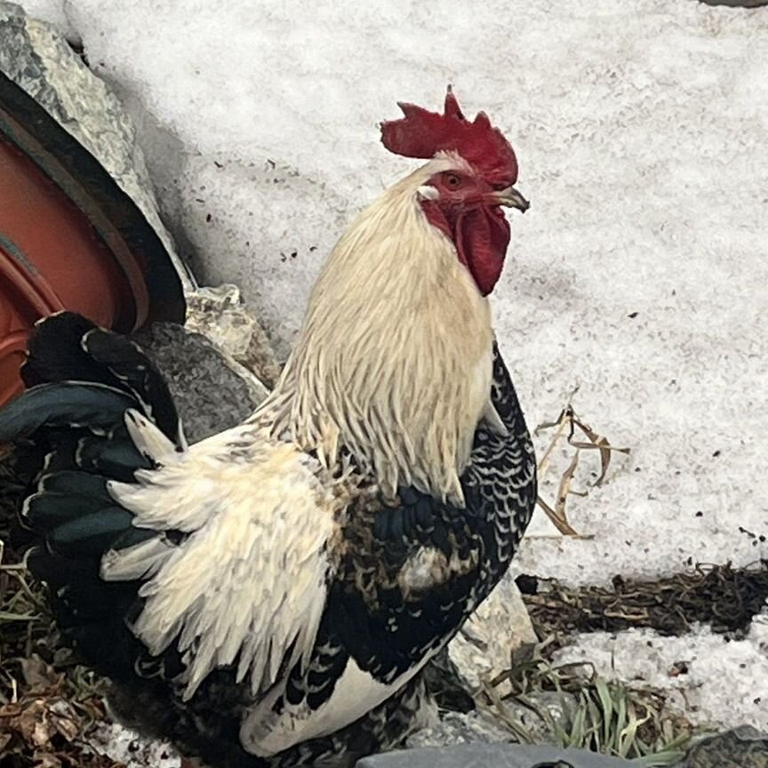 2 петуха красивые