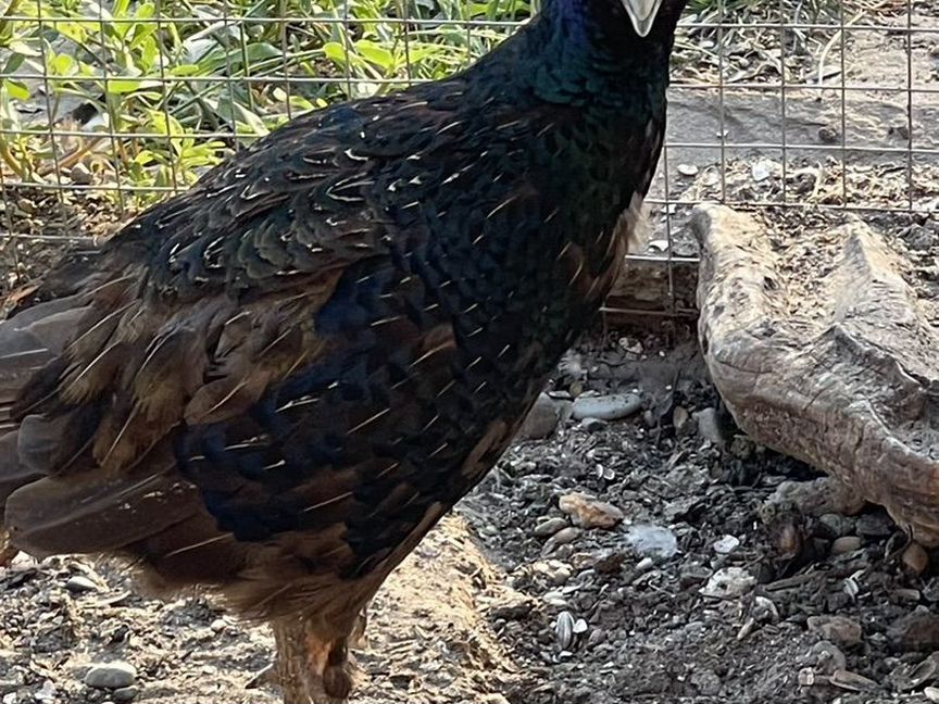 Фазан охотничий румынский