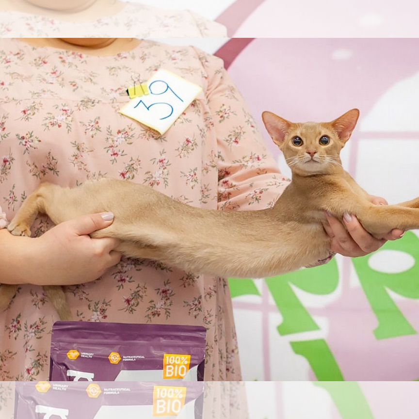 Абиссины в редком окрасе