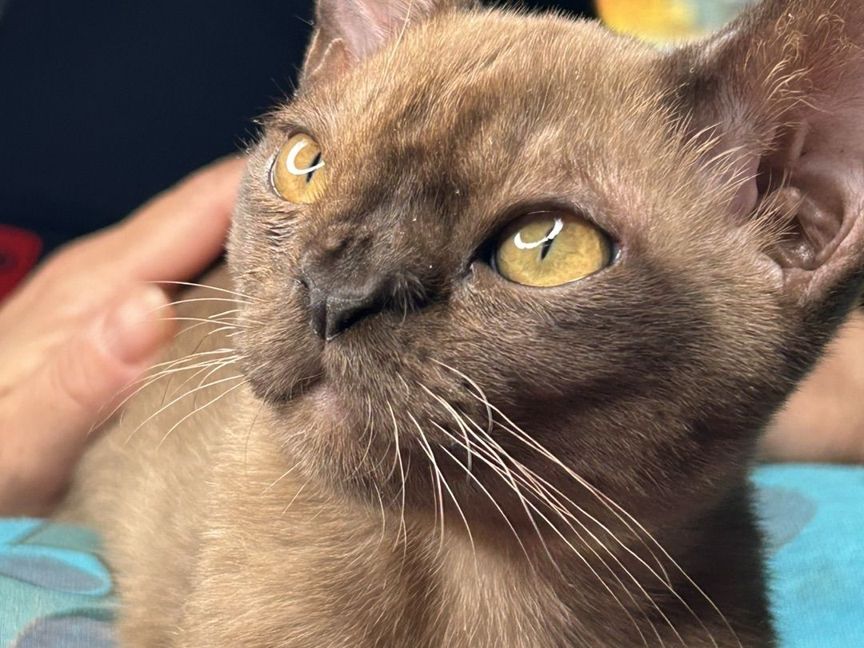 Продам бурманского котенка