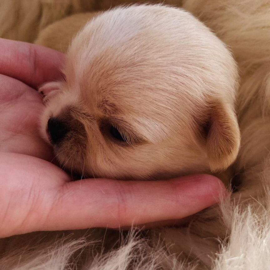 Чихуахуа, щенок