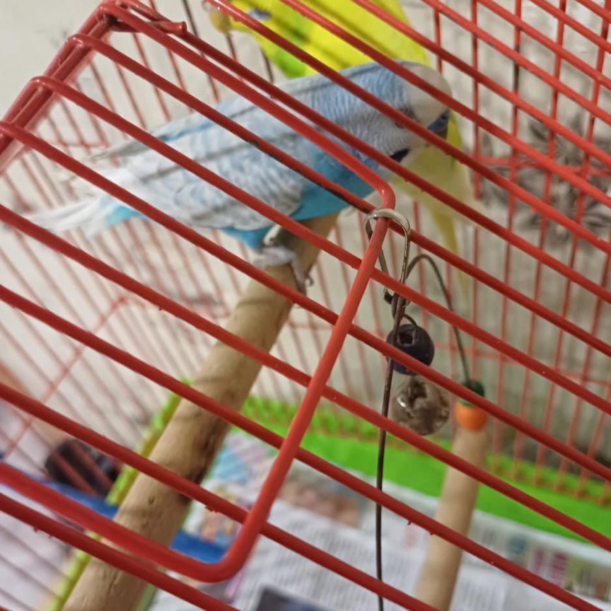 Продам попугай