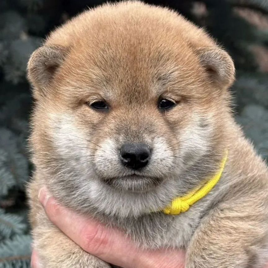 Сиба-ину, щенок