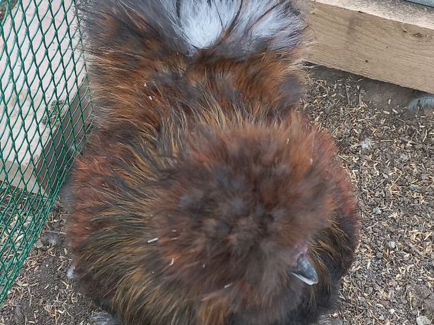 Петушки китайской шёлковой