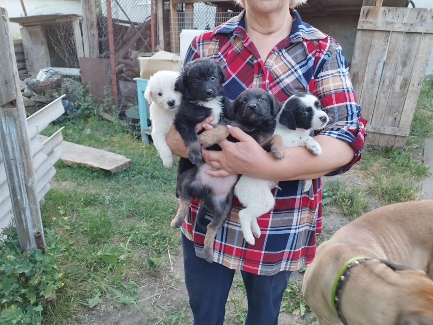 Собака в добрые руки. Щенки, будут мелкими