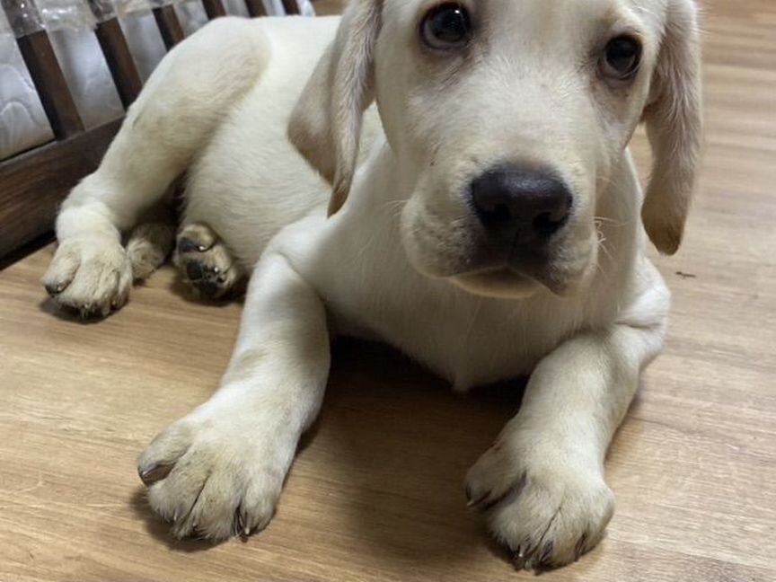 Щенок лабрадора