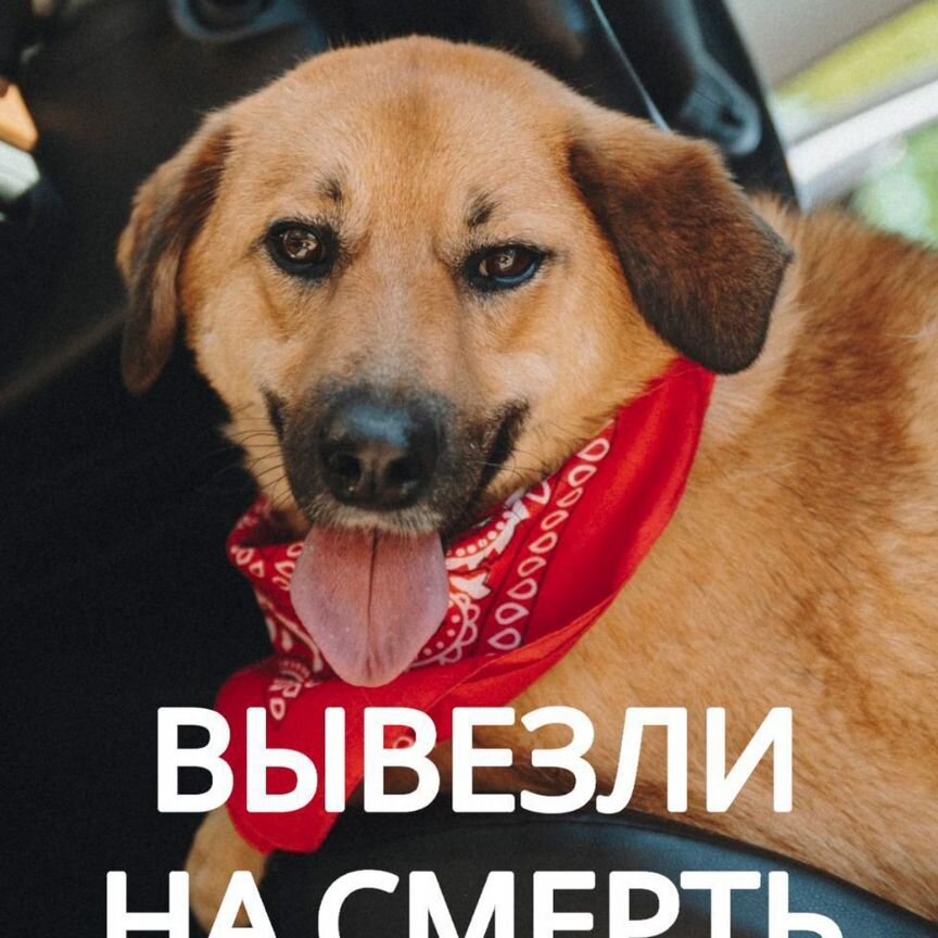 Взрослая собака в добрые руки