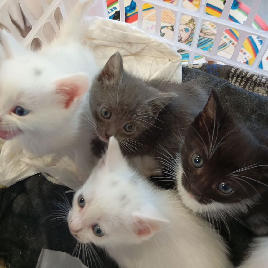 Котёнок от частного владельца