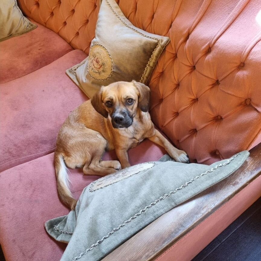 Маленькая собака в добрые руки