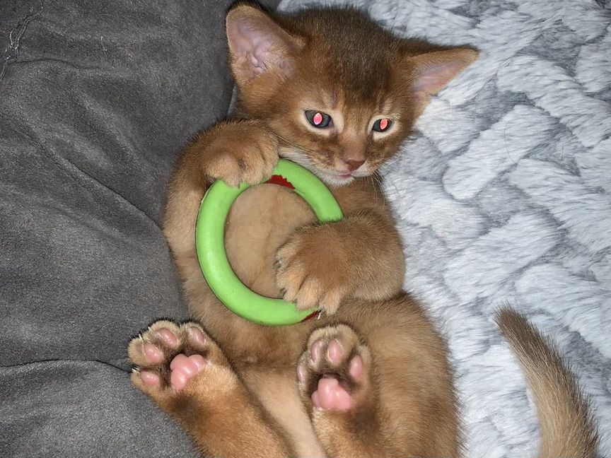 Абиссинские котята соррель