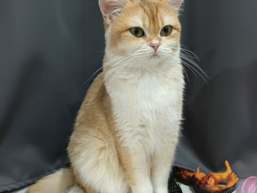 Кошка британская золотистая