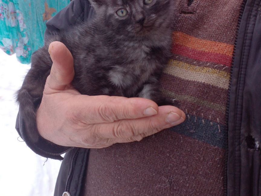 Котенок в добрые руки. Родился 25.10. Мальчик