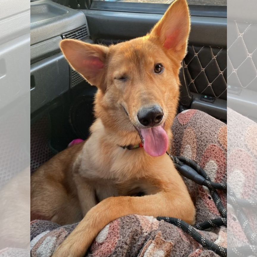 Взрослый пёс в добрые руки