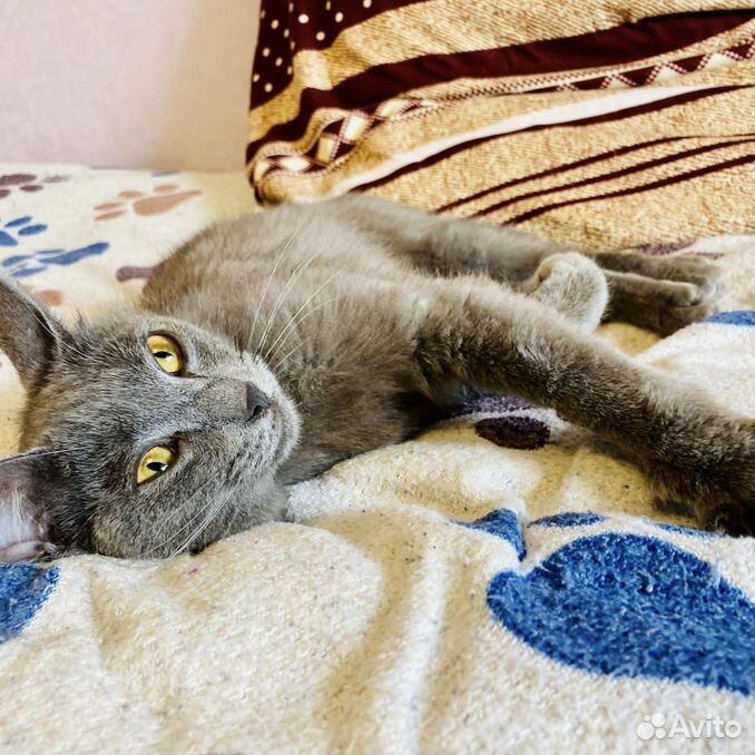 Кошка молодая нужен дом или передержка