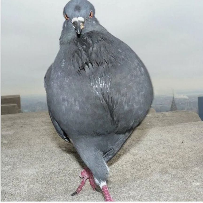 Забивной голубь