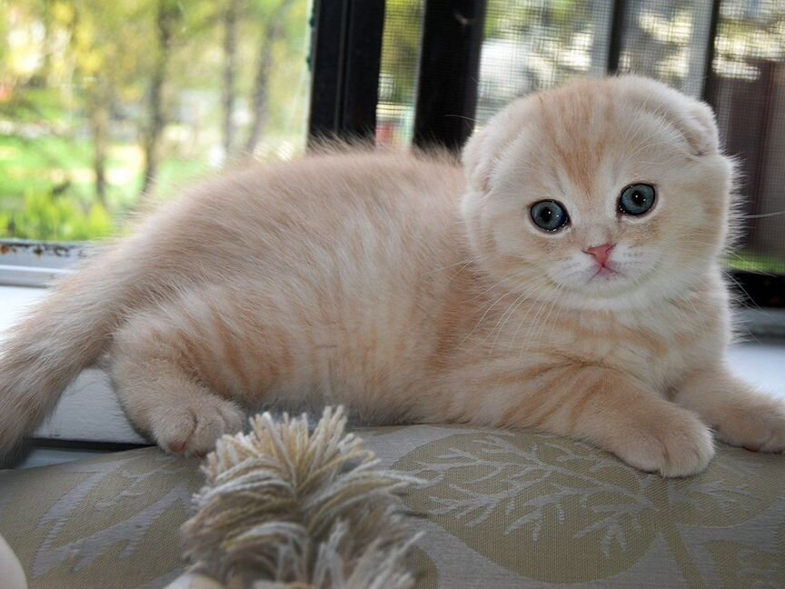 Красавчик-шотландчик